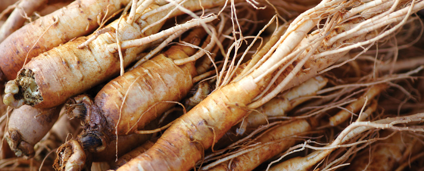 The Healing Power Of Ginseng – Caruso's Natural Health
